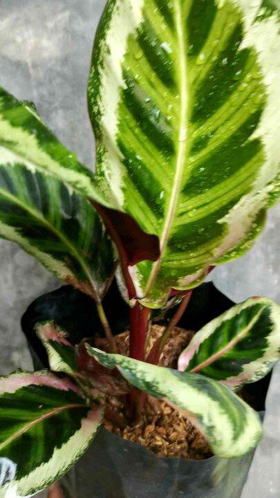 SOV ,Calathea Roseopicta Angela , Calathe Rose Painted Angela , Rare ...