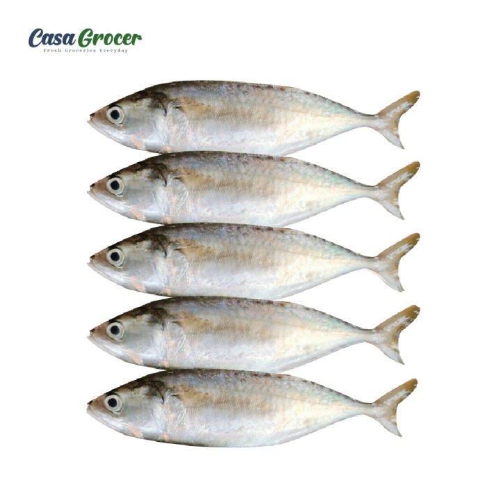 Kembong Fish 甘望鱼 | Lazada