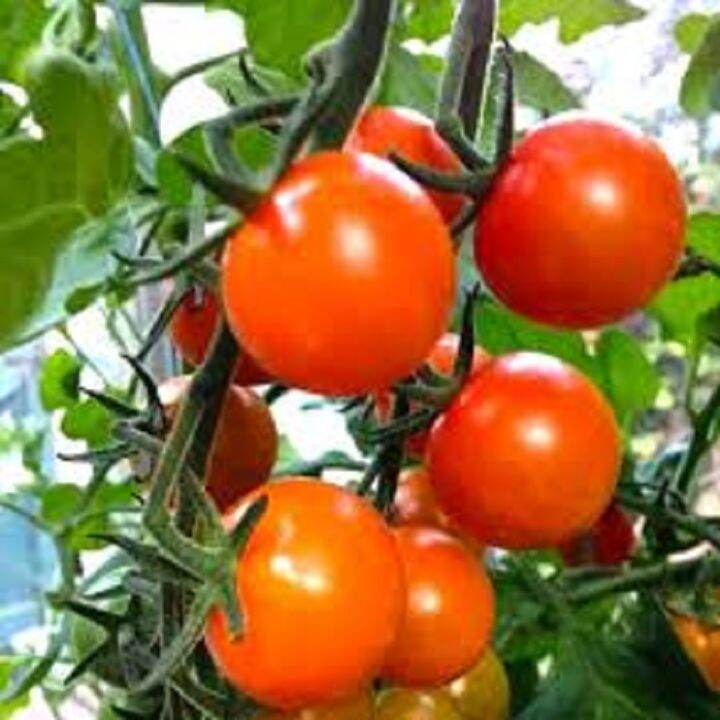 KAMATIS SEED`S hybrid f1 | Lazada PH
