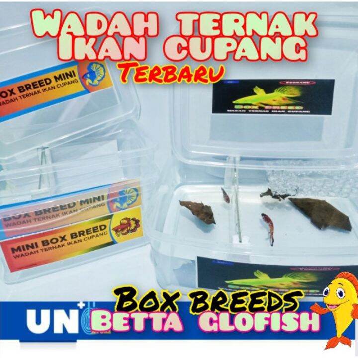 BOX BREED / BOXBREED WADAH TERNAK PENJODOHAN IKAN CUPANG | Lazada Indonesia