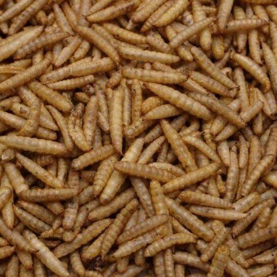Dried Maggot Kering Bsf 1 Kg | Lazada Indonesia