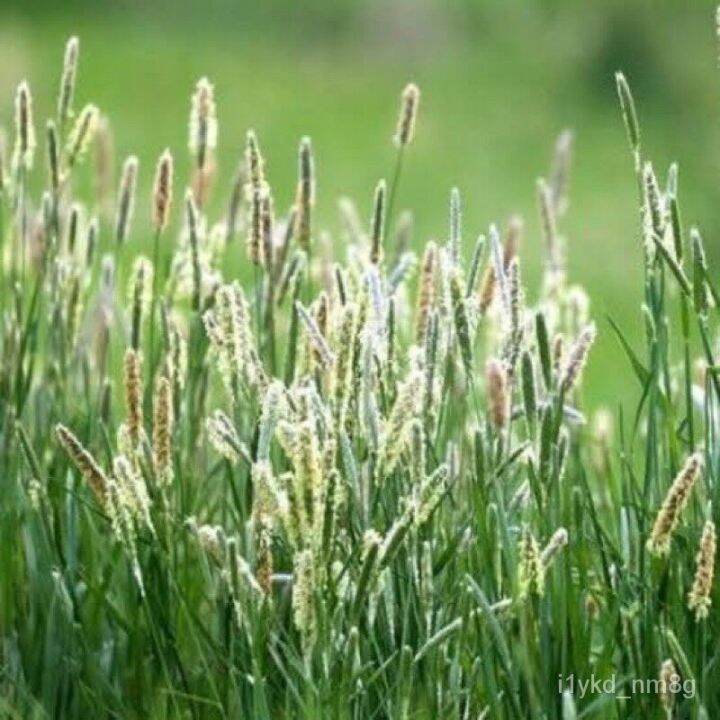 The seeds of Timothy grass contain 50 kinds of seeds, which are ...