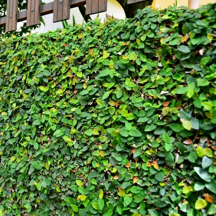 bibit tanaman rambat dolar kecil tanaman hias rambat untuk dinding ...