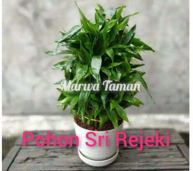 tanaman hias Sri rejeki per 10 batang/sri rezeki/Bambu hoki/bambu air ...