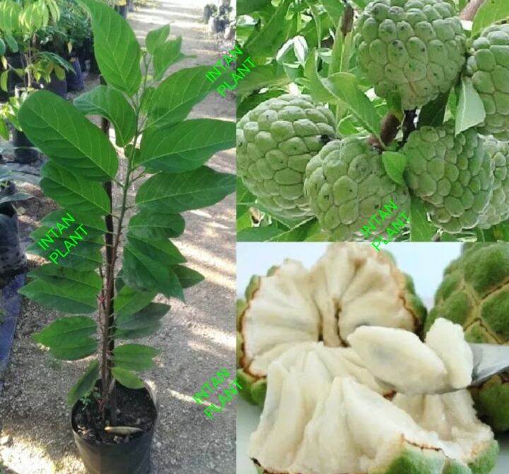 ANAK POKOK BUAH NONA HIJAU BESAR DAN SEDAP / High Productive Anak Pokok ...