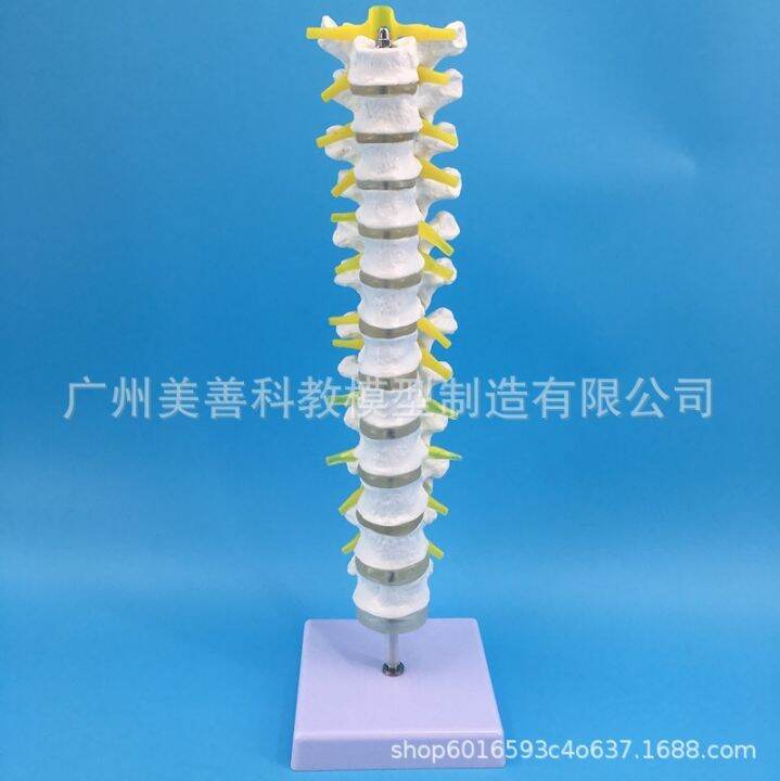 Medical 1:1 human thoracic model lumbar cervical thoracic spine ...