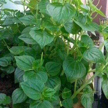READY STOCK Peperomia pellucida) POKOK KETUPANG AIR ULAM DAUN SIREH ...