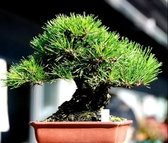 bonsai pohon pinus(bahan bonsai) | Lazada Indonesia