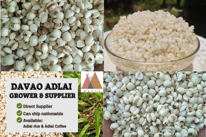 Premium Quality Organically Grown 1KG Adlai Rice Grits | Adlay Rice ...