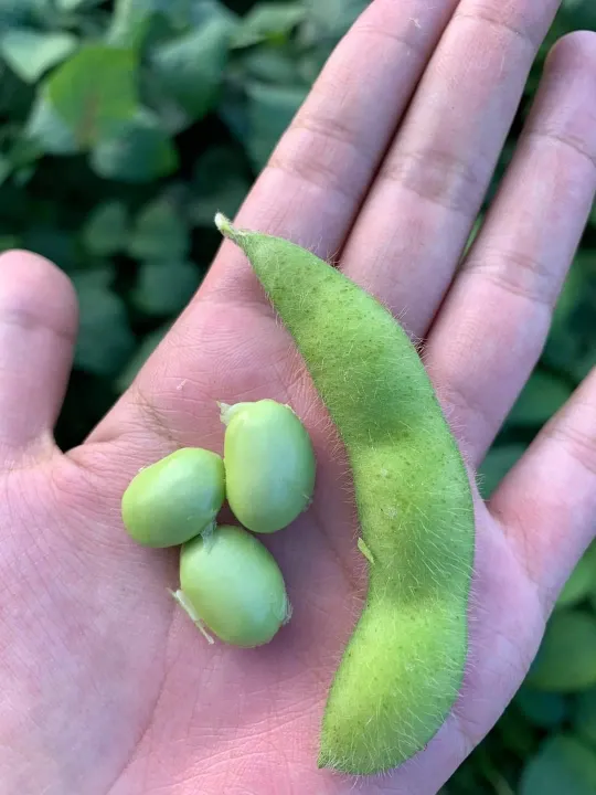 ถั่วแระญี่ปุ่น ถั่วแระสด ไขมันต่ำ 1 กก 89 บาท ถั่วแระญี่ปุ่นทานสดอร่อย ...