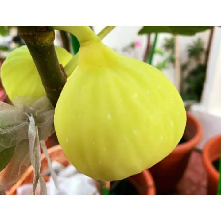 KWALITAS TERBAIK bibit Tanaman Buah Tin Buah Surga Yellow Giant Khasi ... KWALITAS TERBAIK bibit Tanaman Buah Tin Buah Surga Yellow Giant Khasi ...