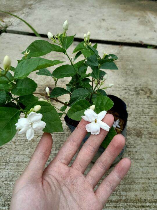 [Paling Horticulture Sdn Bhd] Jasmine Flower Fragrant 茉莉花 | Arabian ...