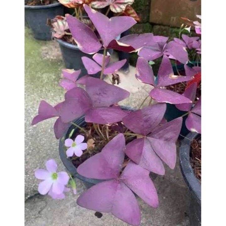 Oxalis Triangularis Butterfly | Lazada PH