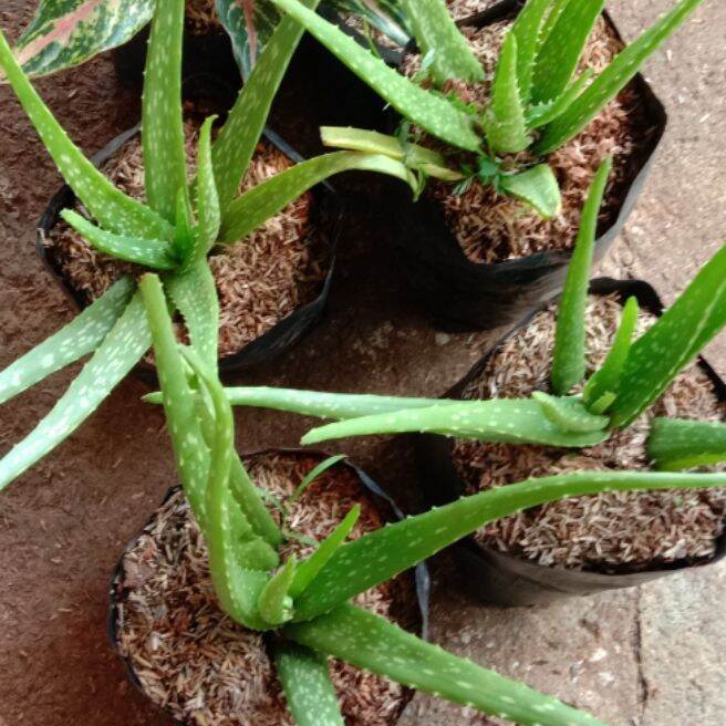 Tanaman Hias Lidah Buaya Tanaman Herbal Lidah Buaya Tanaman Herbal