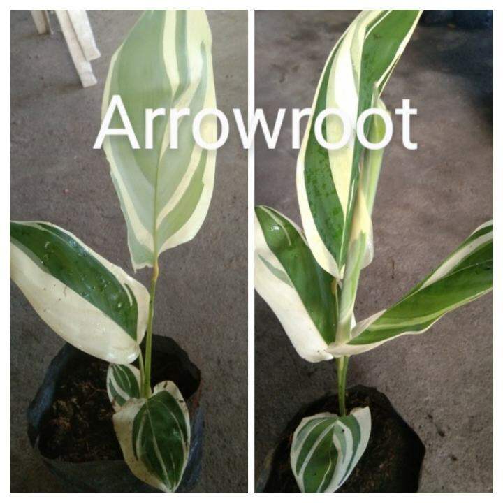 variegated arrowroot/uraro | Lazada PH
