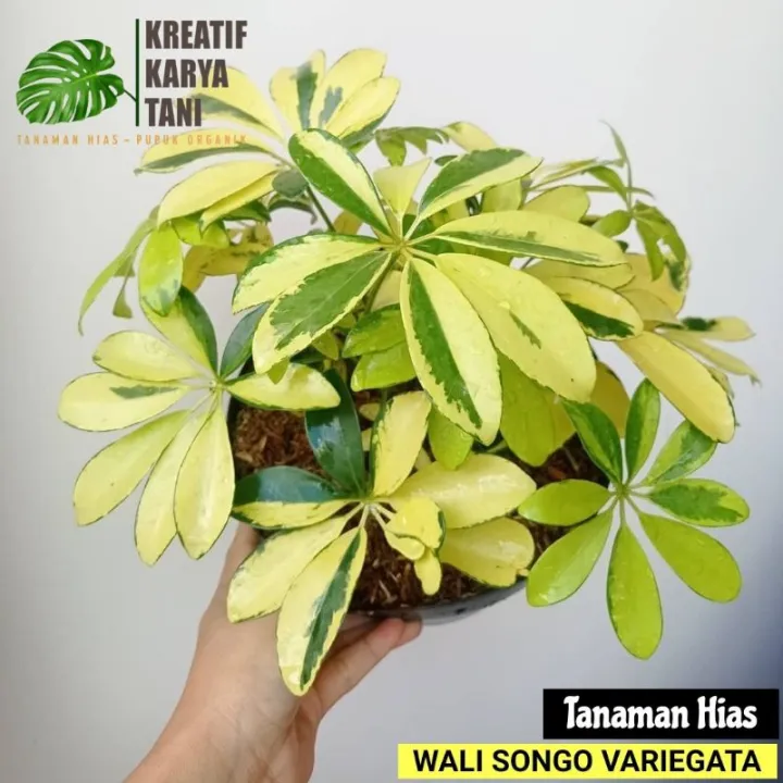 Tanaman Hias Walisongo Varigata - Wali Songo Variegata | Lazada Indonesia