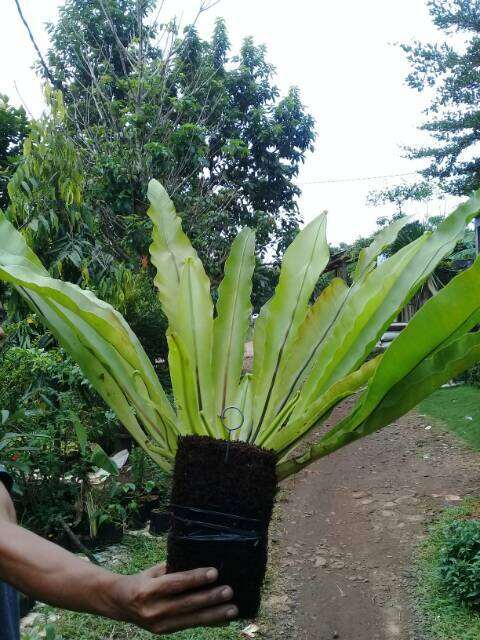 pakis kadaka gunung | Lazada Indonesia