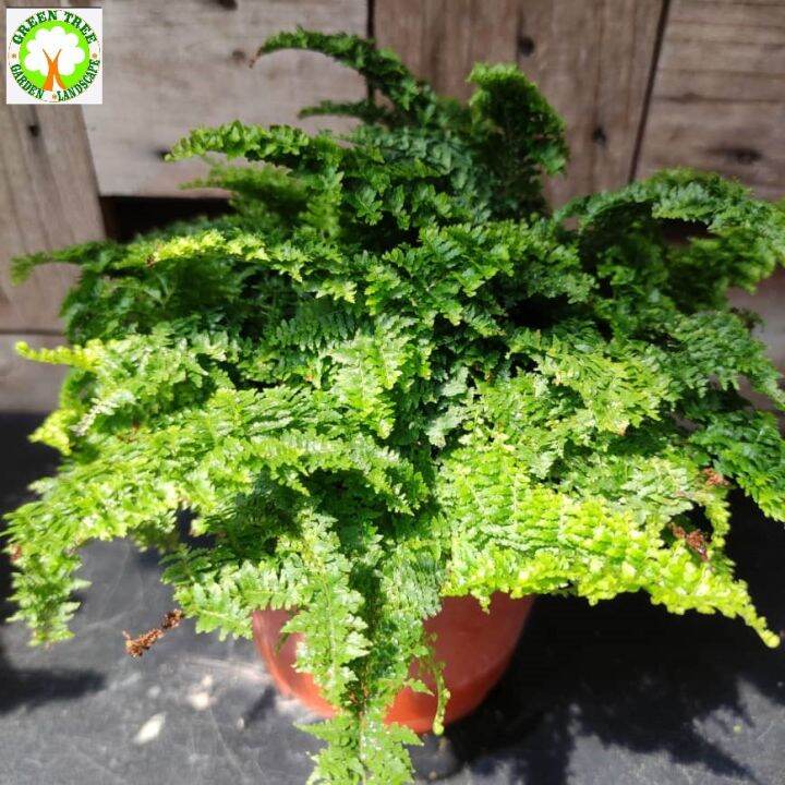 INDOOR PLANT - Fern 'Fluffy Ruffles' (Nephrolepis exaltata) 波士顿蕨 for ...