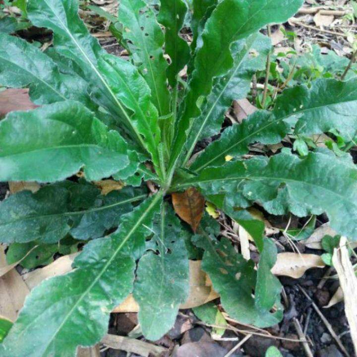 tanaman daun akar tapak liman obat herbal | Lazada Indonesia