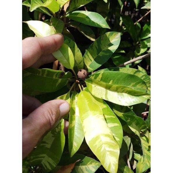 Pokok Ciku Batik Real Plant hotselling indoor outdoor rare exotic Fruit ...