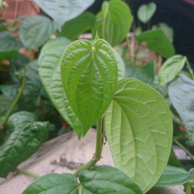 Tanaman sirih obat-pohon sirih obat | Lazada Indonesia