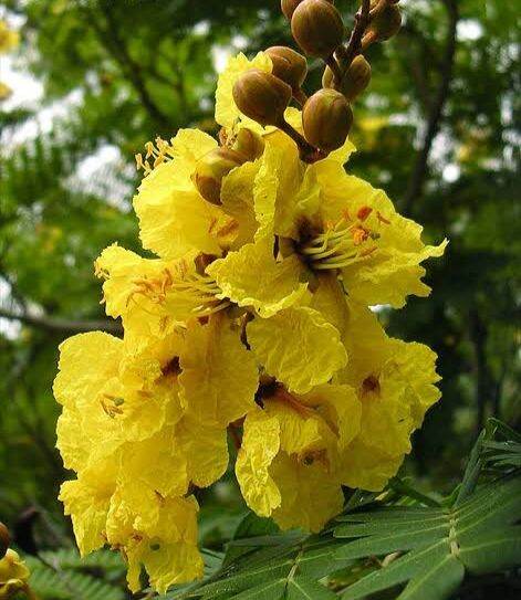 COPPERPOD/Siar tree/Peltophorum pterocarpum/ Kqlayaan Tree Seedlings ...