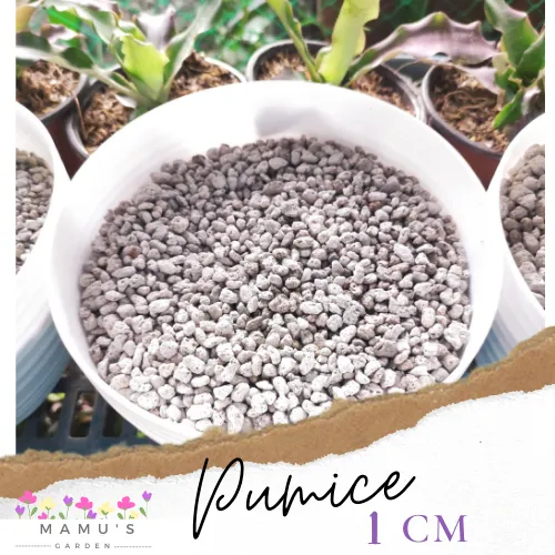 2kg High Quality Pumice (1cm). Perfect for Succulent, Cactus & other ...