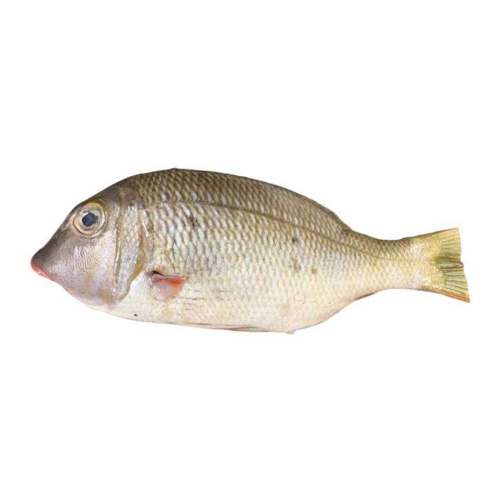 Fresh Catch Betilya "Emperor Fish" Cleaned (400-500g) | Lazada PH
