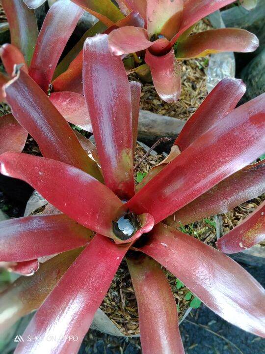 tanaman hias bromelia merah mini isi 2 | Lazada Indonesia