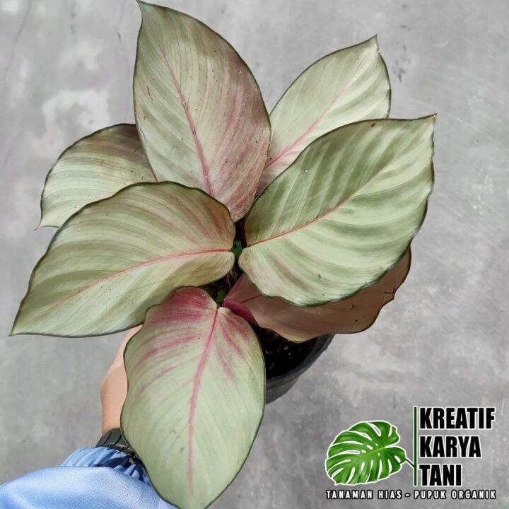 Tanaman Hias Calathea Silver - Calathea silver plate | Lazada Indonesia