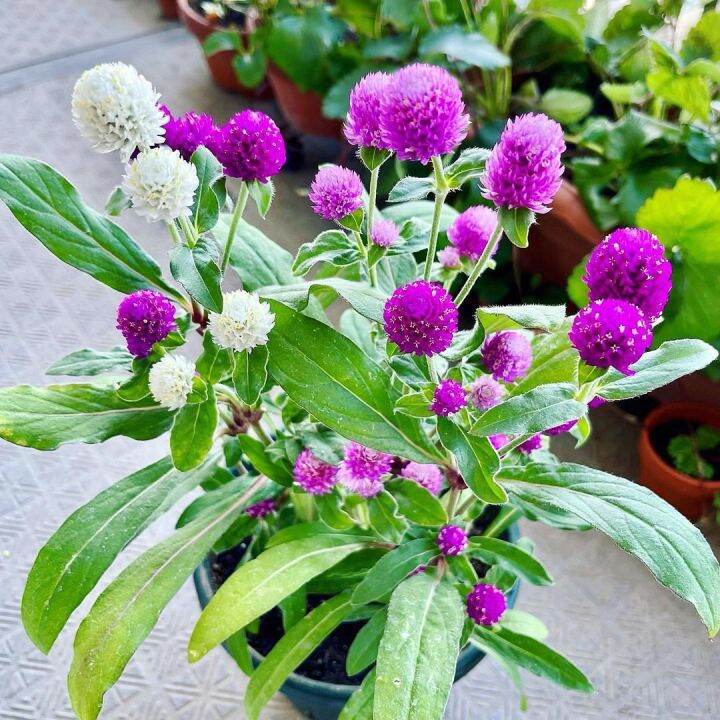 Paket 2 Tanaman Hias Bunga Hidup Asli Bunga Kenop Uter Ungu Outdoor ...