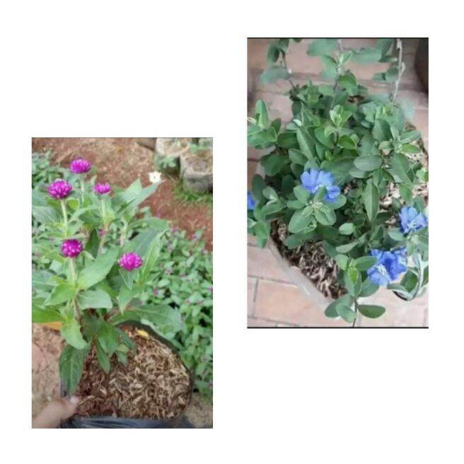 2 Paket Tanaman hias bunga kancing ungu,blue eyes | tanaman hias 2 ...
