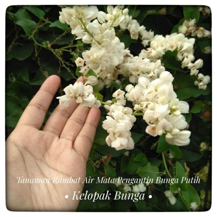 Tanaman Rambat Air Mata Pengantin Bunga Putih / Pohon AMP kembang Putih ...