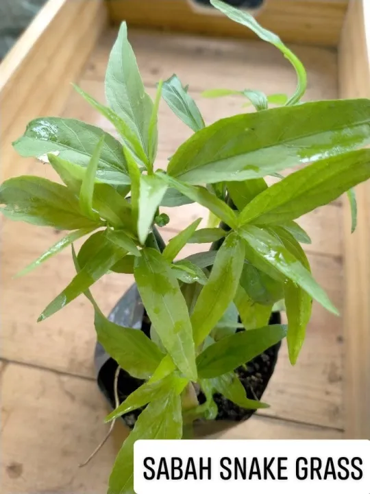 Sabah Snake Cuttings | Lazada PH