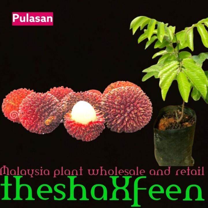 Pokok pulasan theshaxfeen | Lazada