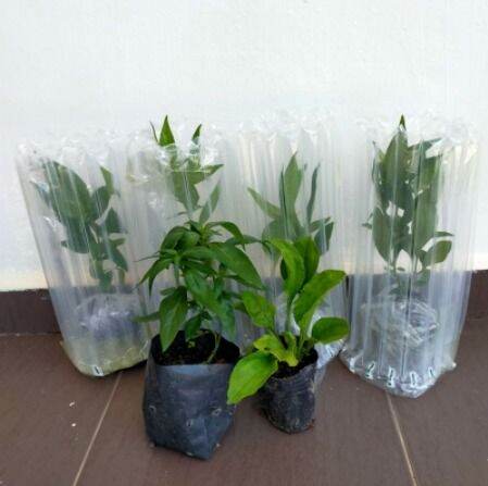 【GW】Anak Pokok Hempedu Bumi/Raja Pahit/pokok belalai gajah/蛇草/穿心莲苗 | Lazada