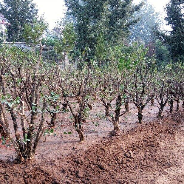 Buxus microphylla seedlings with old roots and old piles are planted in ...