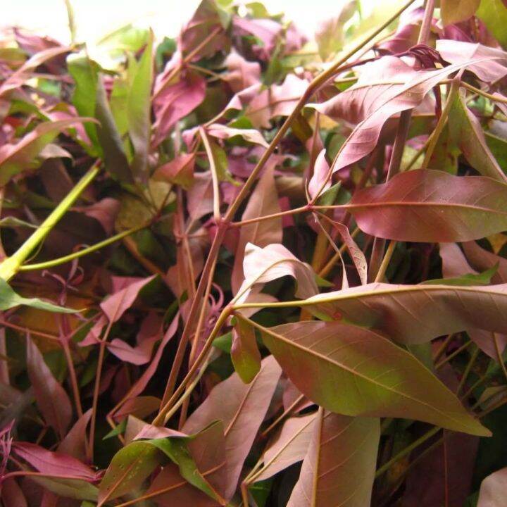 Pokok lemuni merah (anak pokok hidup) | Lazada