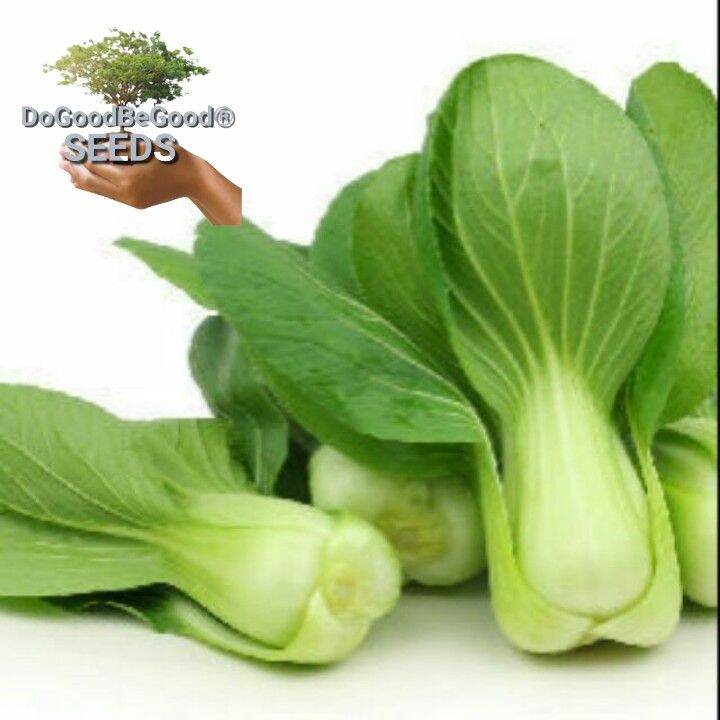 Siew Pak Choy(Pak Choy)Seeds/Biji Benih Pak Choy Pendek (code 82) | Lazada