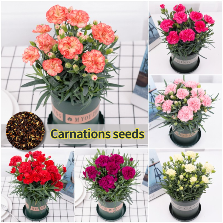 [Easy to grow in the Philippines] 150pcs Carnation Seeds for Planting ...