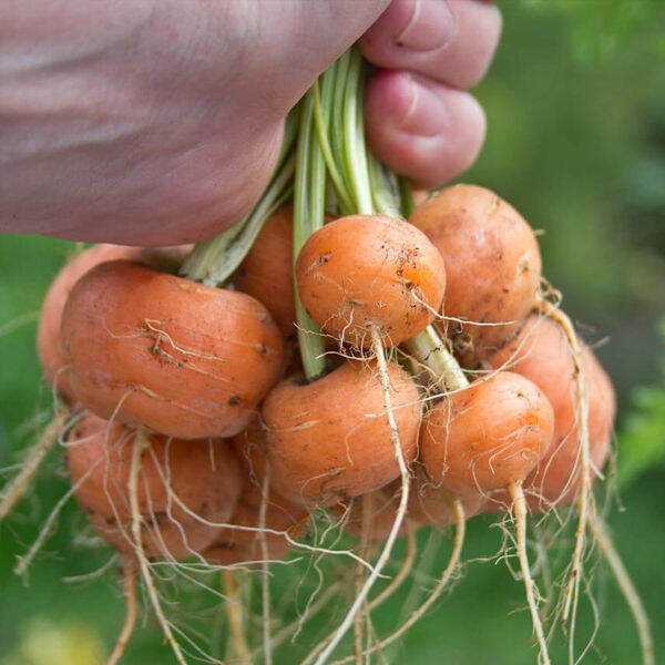 Parisian Carrot Seeds - Carrot Parisian Seeds - Rare Seeds - Vegetable ...