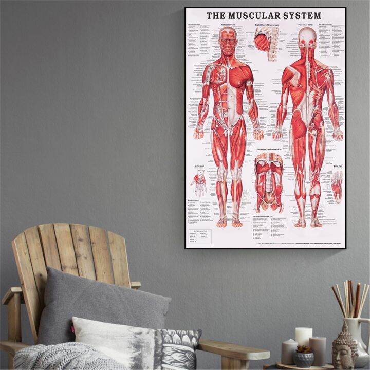 Home Decoration Skull Muscle System Posters Canvas Skeleton Educational ...
