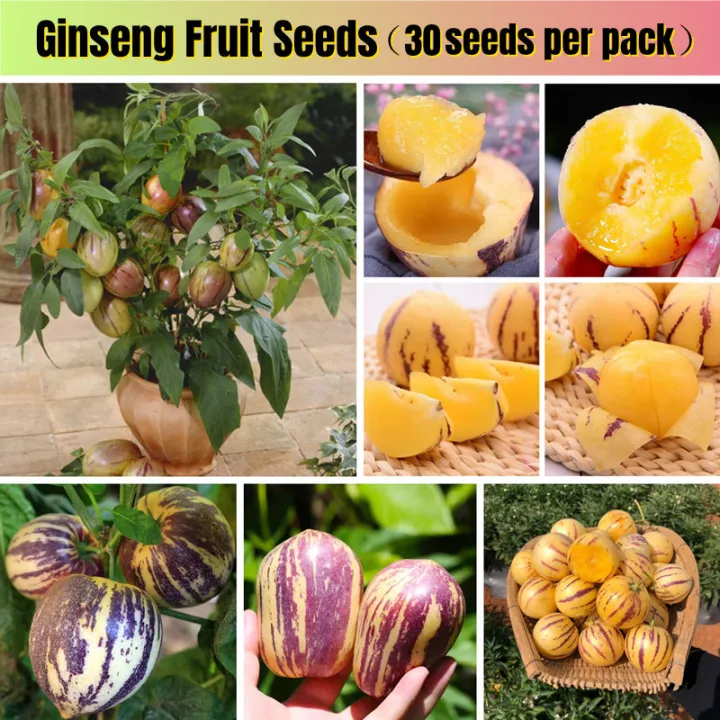 Sweet Juicy Dwarf Pepino Melon Seeds for Sale Ginseng Fruit Seeds ...