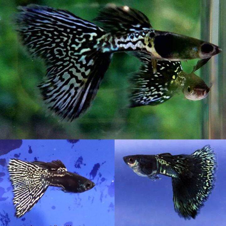 [Live] Ikan Guppy Metal Black Lace Pure Breed Guppy 1 Pair by 27 ...