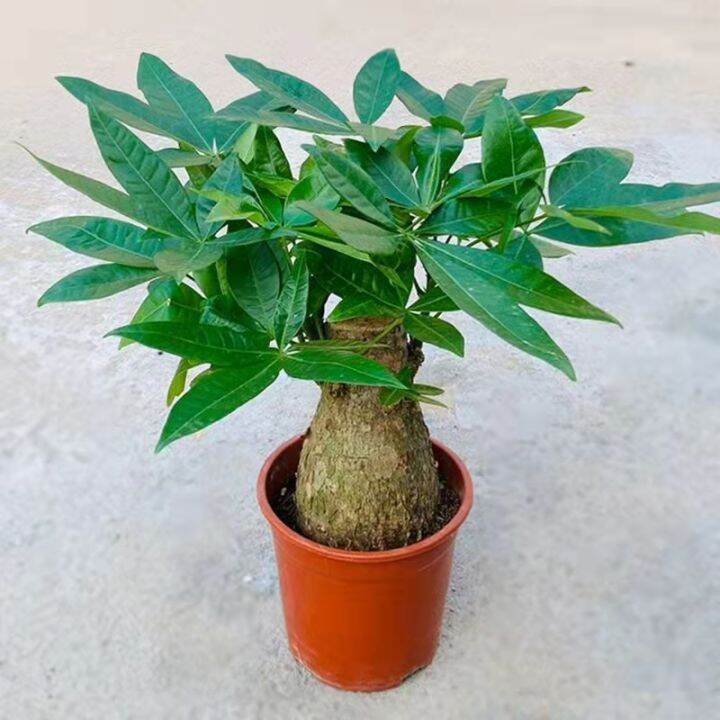 100% Original Fresh Pachira Tree Seeds for Sale (2pcs/bag) Bonsai Seeds ...