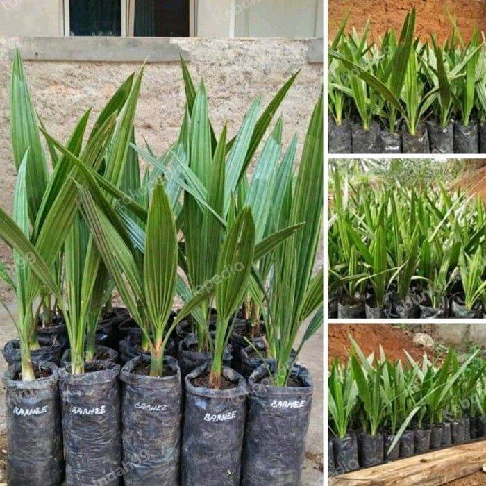 BIBIT BUAH KURMA TROPIS BARHEE THAILAND | Lazada Indonesia