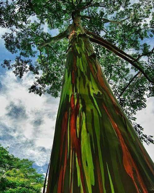 Bagras Rainbow Eucalyptus Tree/ Eucalyptus deglupta | Lazada PH