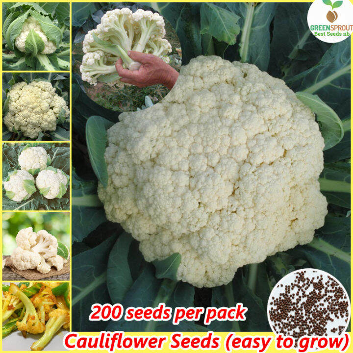 Cauliflower Seeds for Planting (1pack 200 seeds) High Yield Organic ...