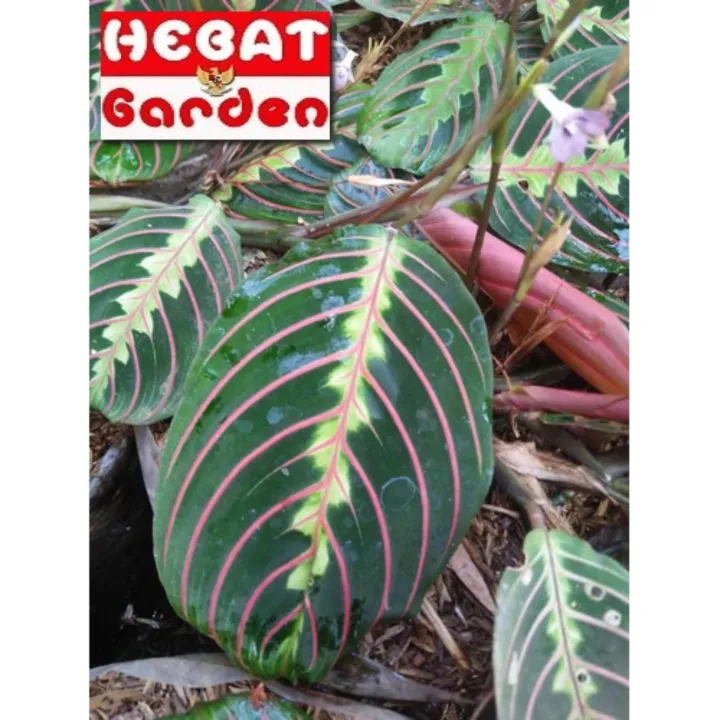 Tanaman Calathea maranta | Lazada Indonesia