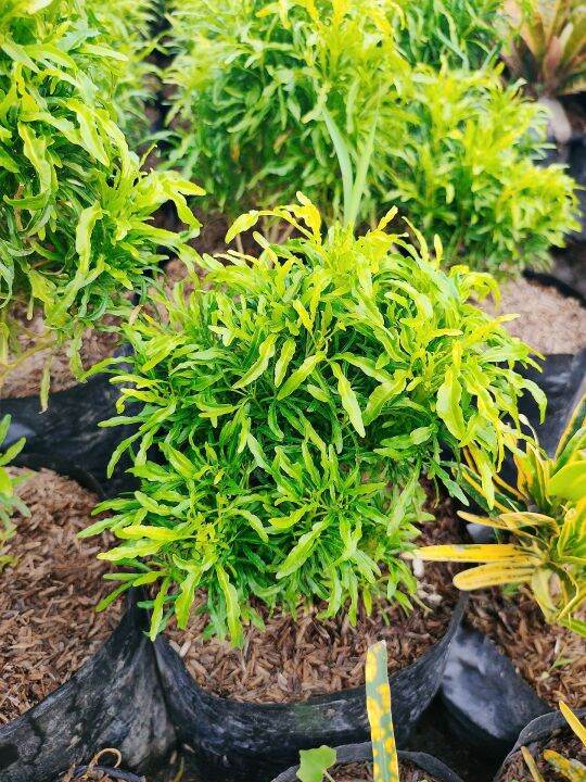 Golden Papua Plant(Buy1 take 1) | Lazada PH